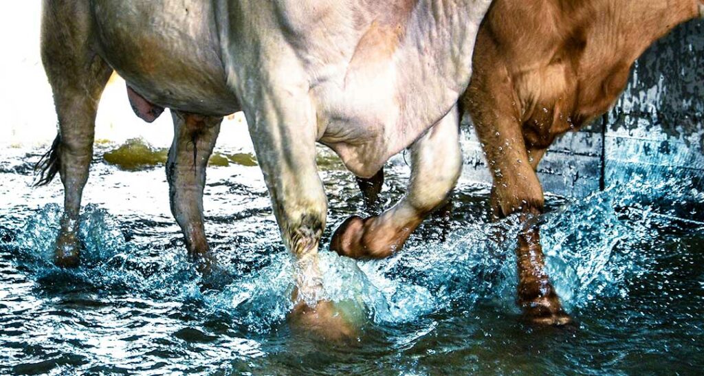 Advanced Farm Disinfection for TB Prevention • Biocel Ltd