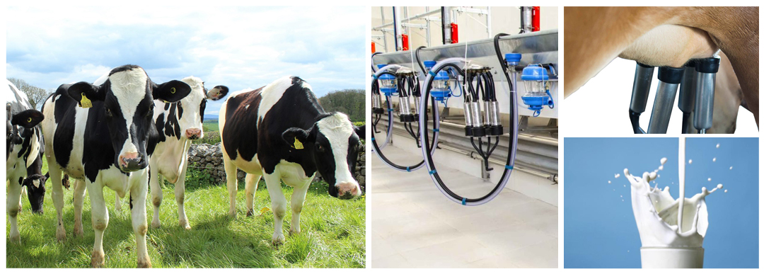 How to Ensure Quality Milk Production for Spring Season • Biocel Ltd
