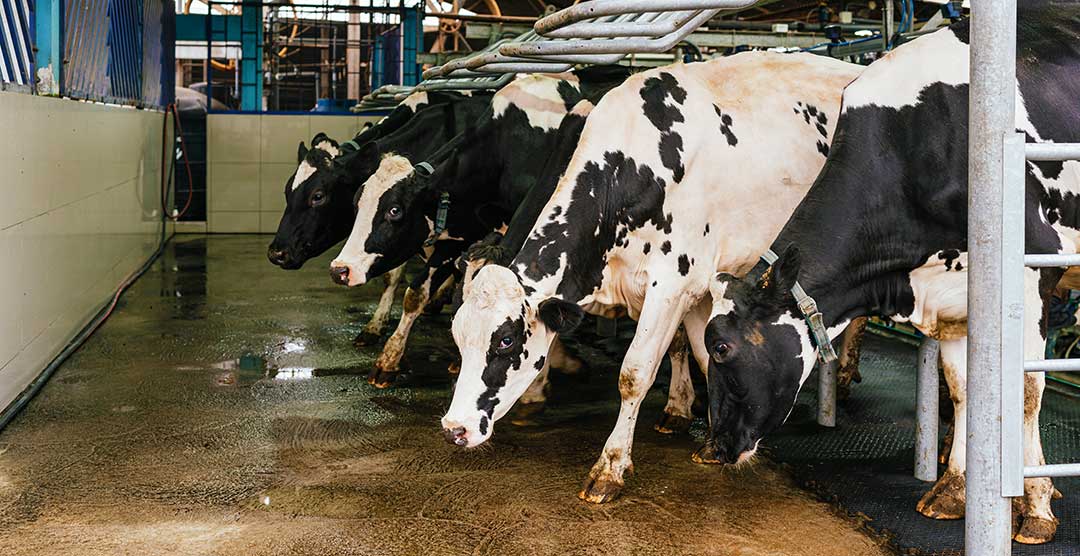 Nuvosan Teat Dip • Sustainable Dairy Hygiene • Biocel Ltd