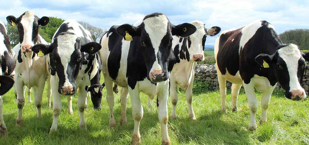 Nuvosan Sustainable Dairy Hygiene • TeatGard • HoofGard • Biocel Ltd