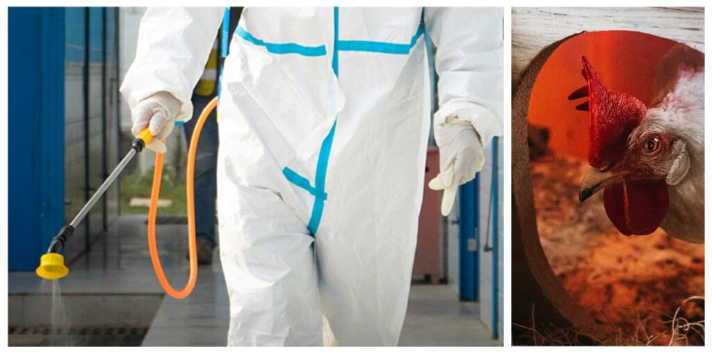 Disinfectants for Avian Flu Control • Supporting Farm Biosecurity ...